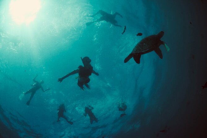 Waikiki Snorkel Tour - Wildlife Encounters and Marine Life