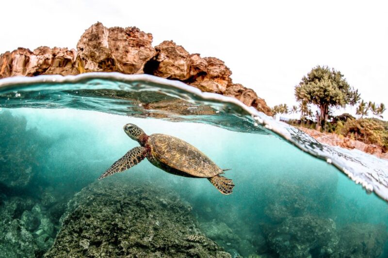 West Oahu: Turtles, Dolphins, and Snorkeling Tour with Lunch - The Experience in Detail: Why This Tour Works