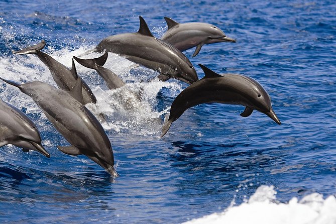 West Oahu Whale Watching Excursion - FAQ