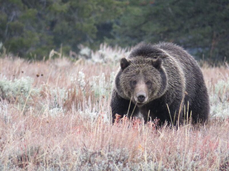 West Yellowstone: Yellowstone Day Tour Including Entry Fee - Value for Money and Reviews