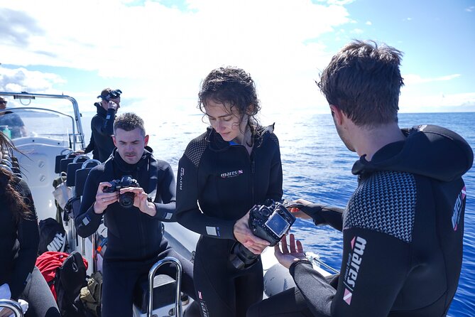 Whale and Dolphin Watching Tour - Funchal - Customer Reviews and Experiences