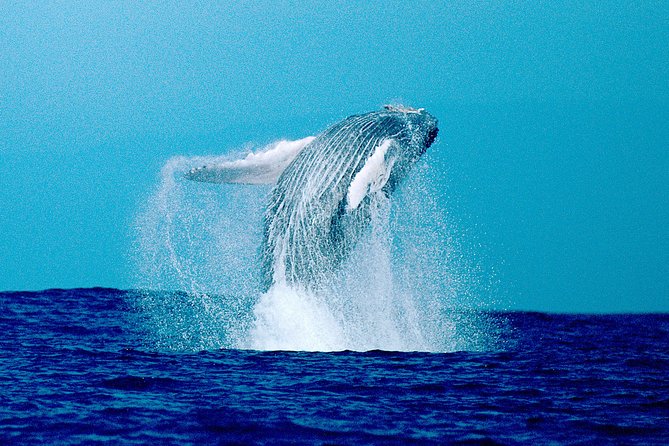 Whale Watch Excursion From the Big Island - Pricing and Cancellation Policy