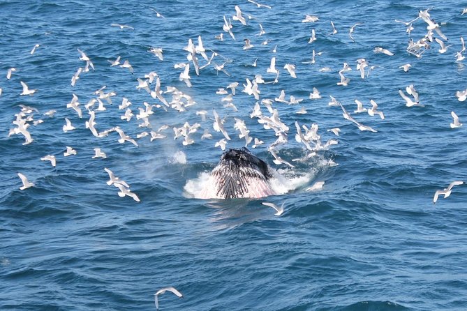 Whale Watching and Northern Lights Half-Day Combo Tour - Customer Experiences and Feedback