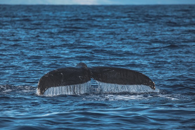 Whale Watching Cruise with Open Bar from Ka'anapali Beach - Practical Details: What You Need to Know
