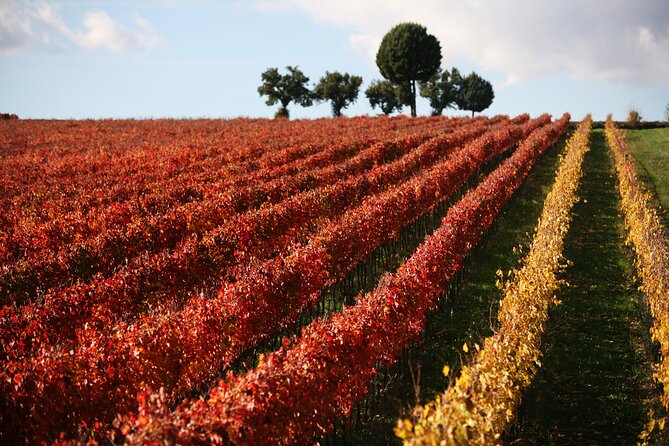 Winery Tour and Private Tasting in Montefalco - Accessibility and Participation