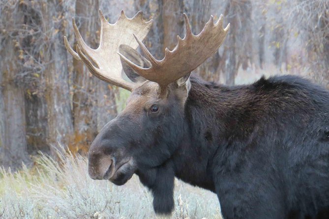 Yellowstone National Park - Full-Day Lower Loop Tour from Jackson - What Reviews Tell Us