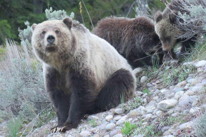 Yellowstone National Park - Full-Day Lower Loop Tour from West Yellowstone - Practical Details and Tips