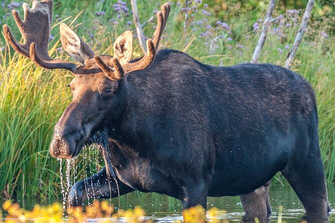 Yellowstone National Park Tour from Jackson Hole - What Reviewers Say