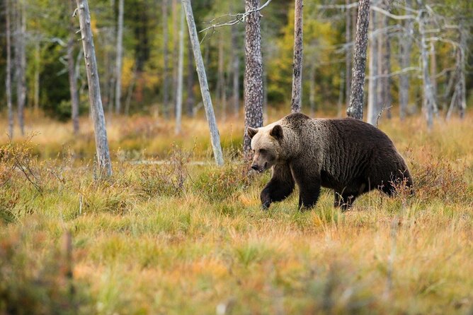 Yellowstone: Private Guided Tour - The Benefits of a Private Guided Experience