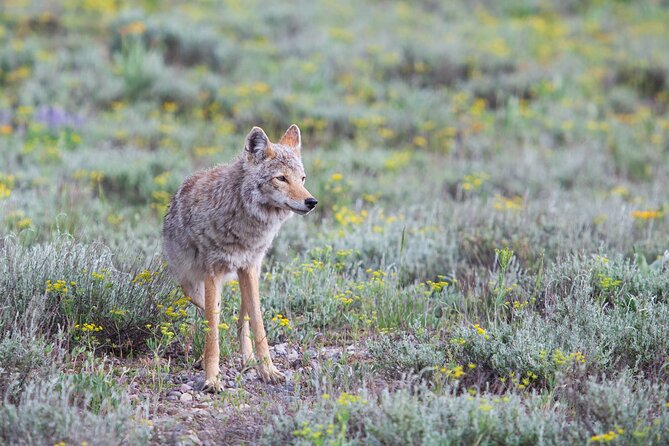 Yellowstone Wildlife Safari From Bozeman - Private Tour - Meeting Point and Pickup Options