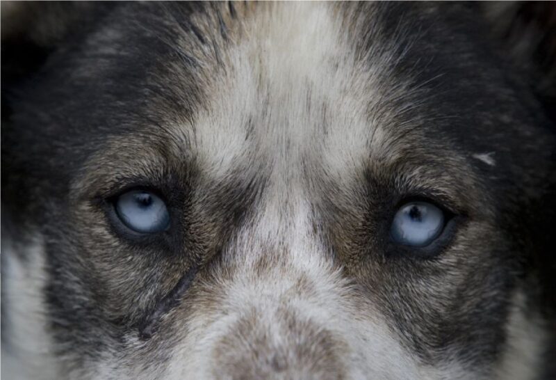 Yukon Dogs and Gold - Final Thoughts