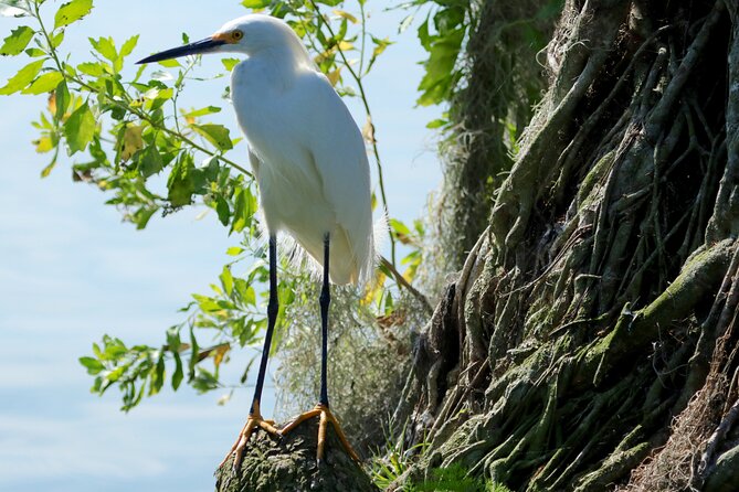 1 Hour Historical Wildlife Tour of The Famous Chain of Lakes - Meeting and Pickup Details