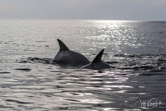 10,000 Islands Excursion Small-Group 3.5 Hour Dolphin & Shelling Boat Tour - Meet Your Naturalist Guide