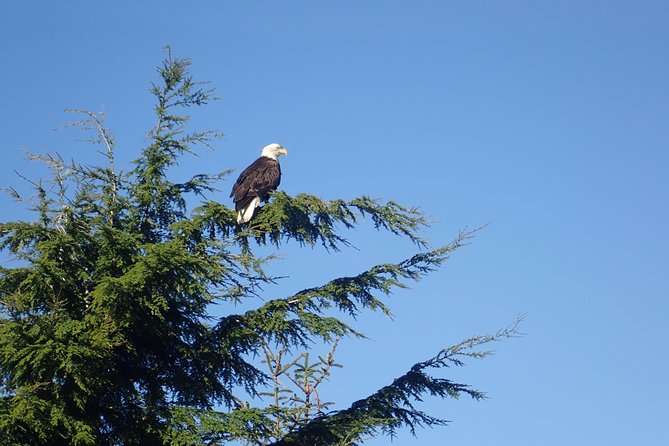 2 Hour Alaska Rainforest Walk and Totem Park Small Group Tour - Exploring Tongass National Forest