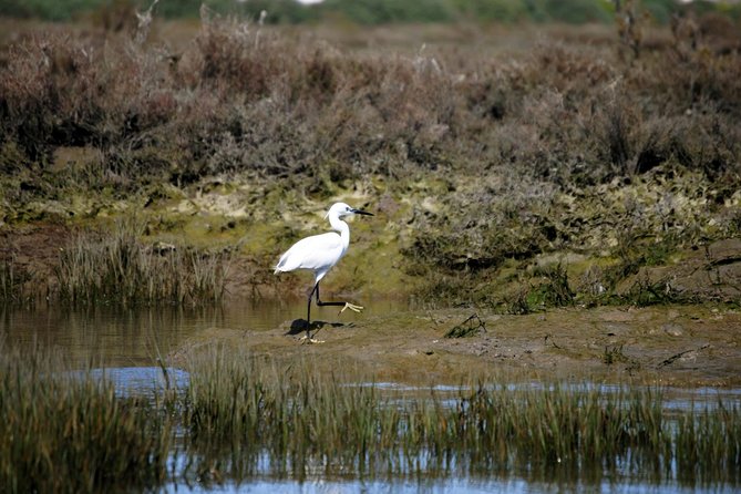 2-hour Bird Watching Guided Boat Trip in Ria Formosa from Faro Algarve - Frequently Asked Questions