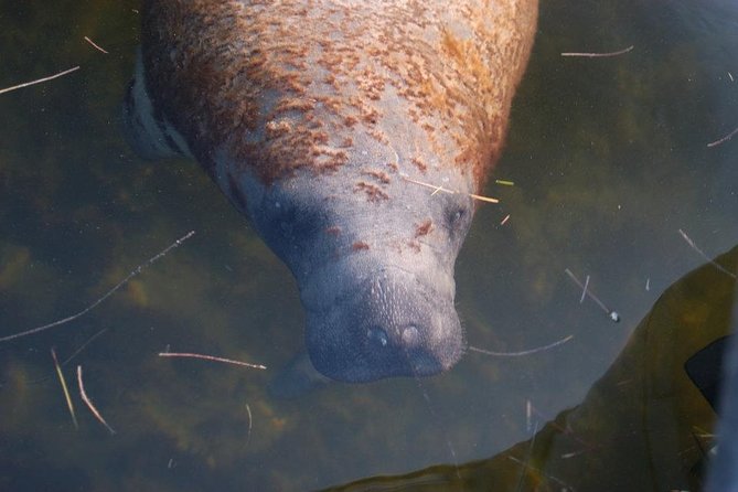 2 Hour Dolphin, Birding and Shelling Tour - Final Thoughts