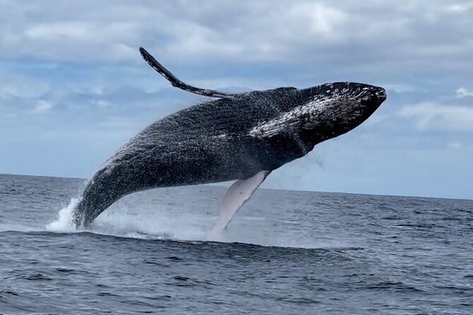 2 Hour Prime Time Maui Whale Watching - Comfort and Practicalities
