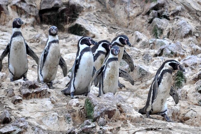 2-Hour Tour to the Ballestas Islands From Puerto San Martín - Scenic Boat Ride