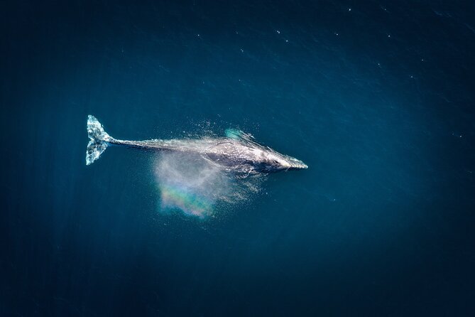 2-Hour Whale Watching from Oahu - The Sum Up: Is This Tour Worth It?
