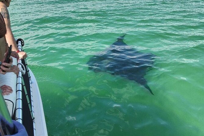 2 Hours Swim With the Dolphins in Panama City - Recommendations and Tips