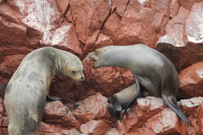 7-Hours Tour in Paracas National Reserve With Pickup - Wildlife and Landscapes