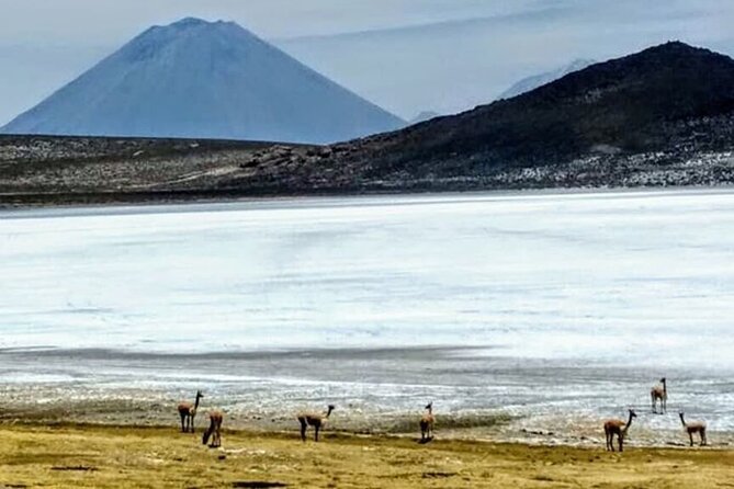 8-Hours Tour in Arequipa Laguna De Salinas With Pick-Up - Physical Requirements