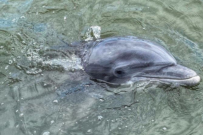 90 Minute Hilton Head Dolphin Tour - Mixed Customer Feedback