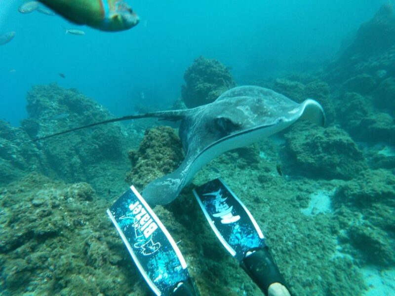 Abades: Tenerife Turtles and Rays Snorkeling Trip - The Sum Up: Who Is This Tour Perfect For?