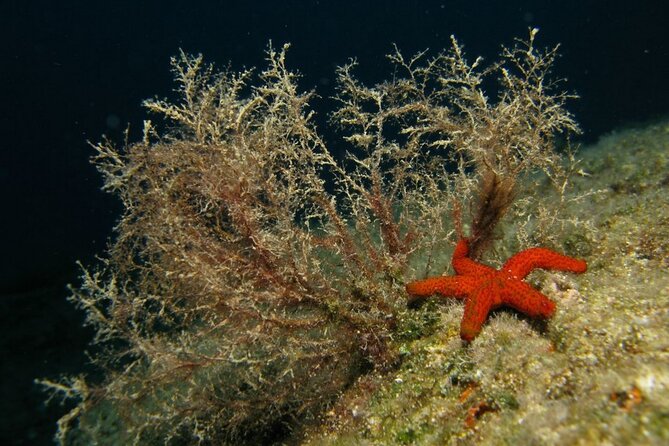 Adventure Dives for Certified Divers in Nea Makri, Athens - Meeting Point and Transportation