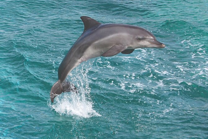 Afternoon Hawaiian Green Sea Turtle and Dolphin Snorkel and Sail - Inclusions and Amenities