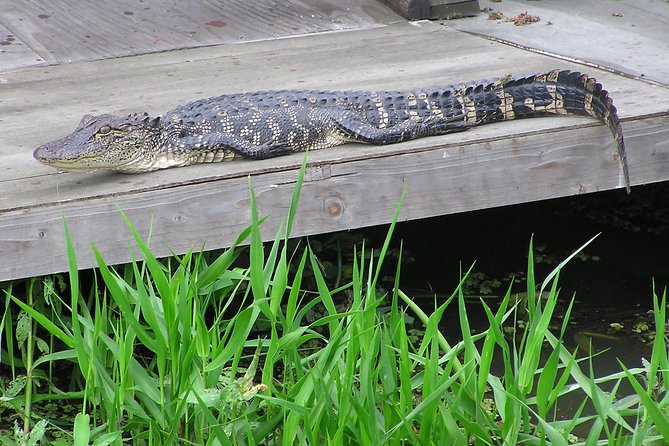Airboat and Plantations Tour with Gourmet Lunch from New Orleans - Who Will Enjoy This Tour?