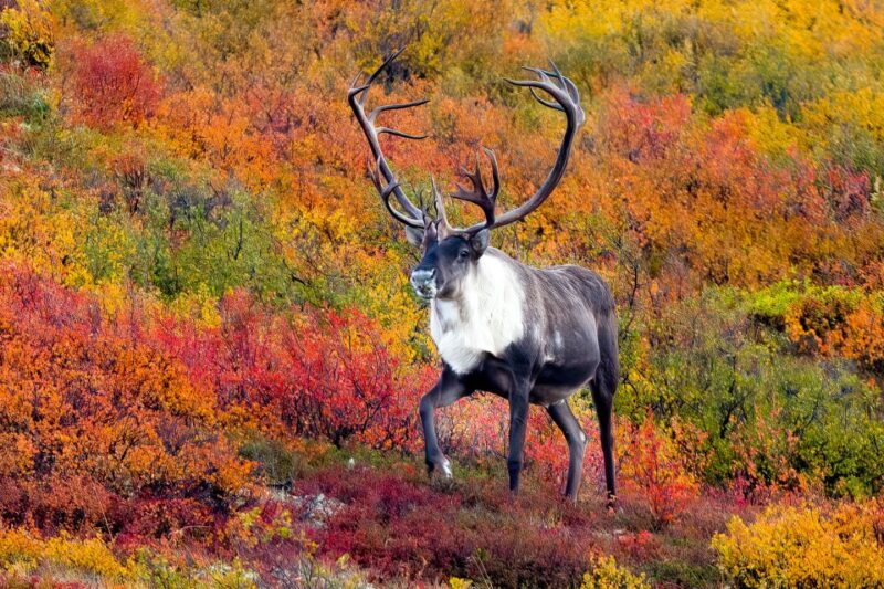 Alaska 9 Day Ocean Wildlife to Interior Wilderness Adventure - Final Thoughts