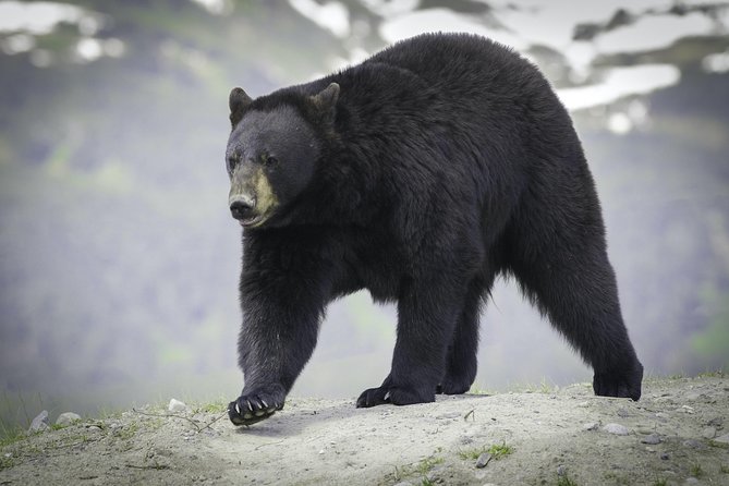 Alaska Wildlife Tour - Additional Information