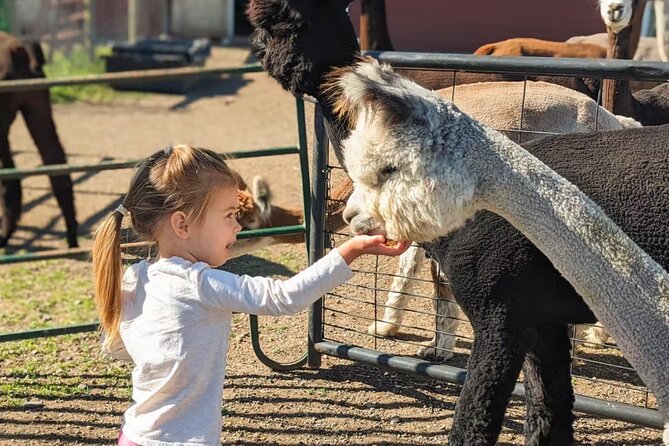 Alpaca and Llama Farm Tour - Practical Details