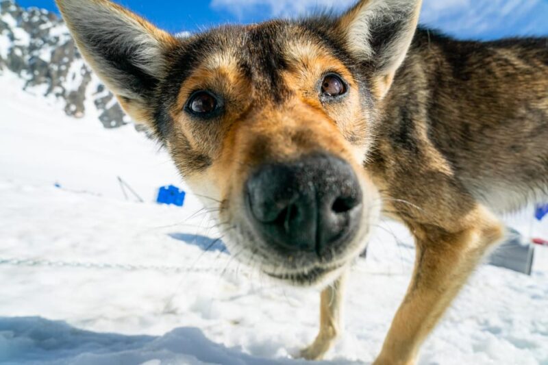 Anchorage Area: Helicopter and Glacier Dogsled Tour - FAQ
