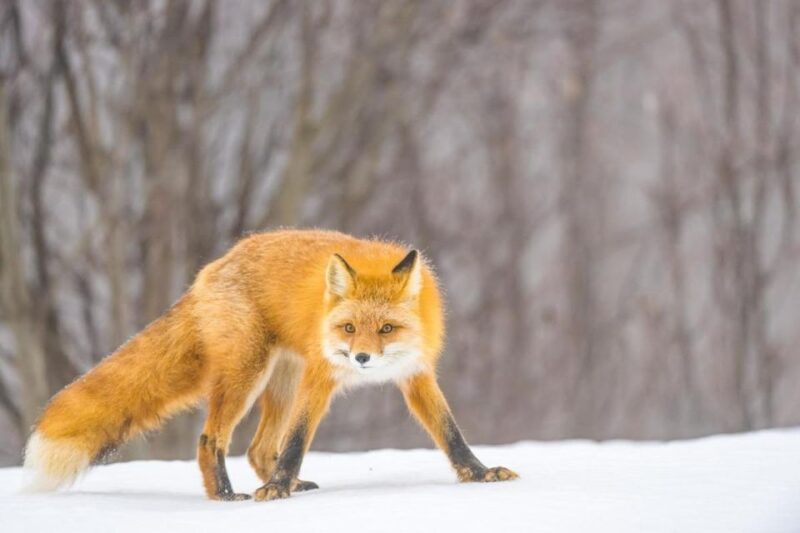 Anchorage: Winter Wonderland Photo Tour - Why This Tour Works