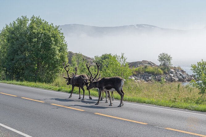 Arctic Roadtrip: Fjords With Scenic Picnic | Small Group 4x4 Van - Booking Information