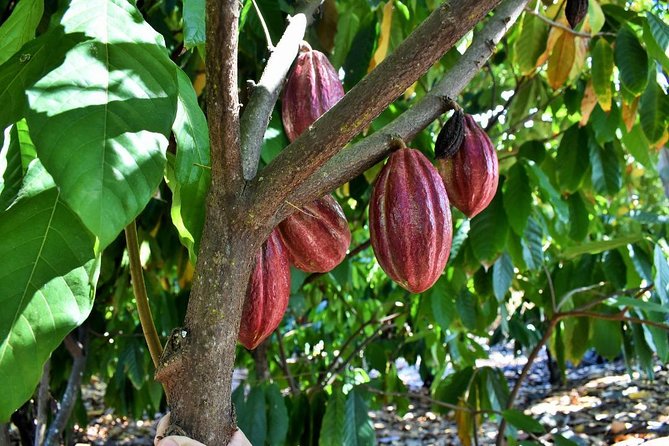 Award Winning Farm Tour: Coffee, Chocolate and Unique Gifts - Authenticity and Personal Touch
