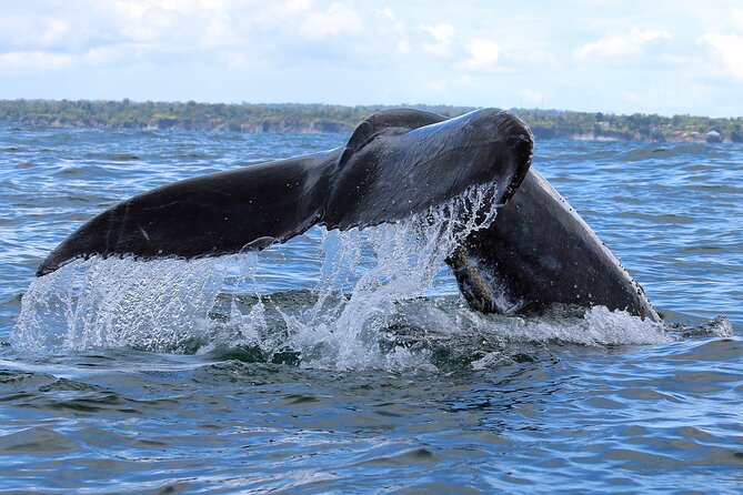 Bahía Málaga: Humpback Whale Watching in Cali - Colombia - Preparing for the Whale Watching Experience