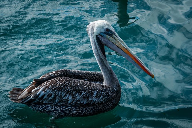Ballestas Islands and Paracas Reserve From San Martin Port - Booking and Cancellation Policy