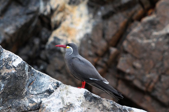 Ballestas Islands Group Tour From San Martin Port - Traveler Experiences and Recommendations