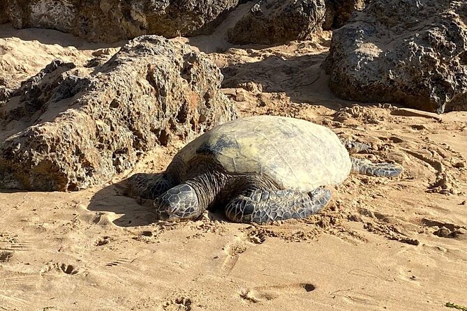 Beaches, Food & Aloha: Private Oahu Tour for up to 14 People - Reservation Flexibility and Cancellation Policy