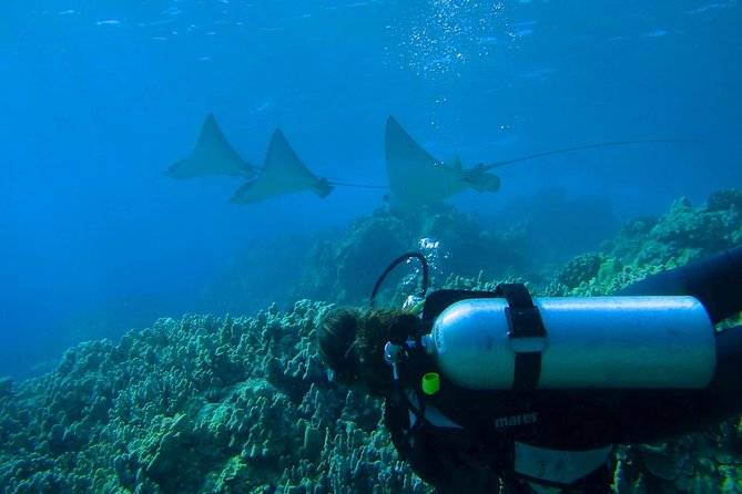 Beginner Scuba Dive in Lahaina: Swimming Required - Value for Money and Practical Details