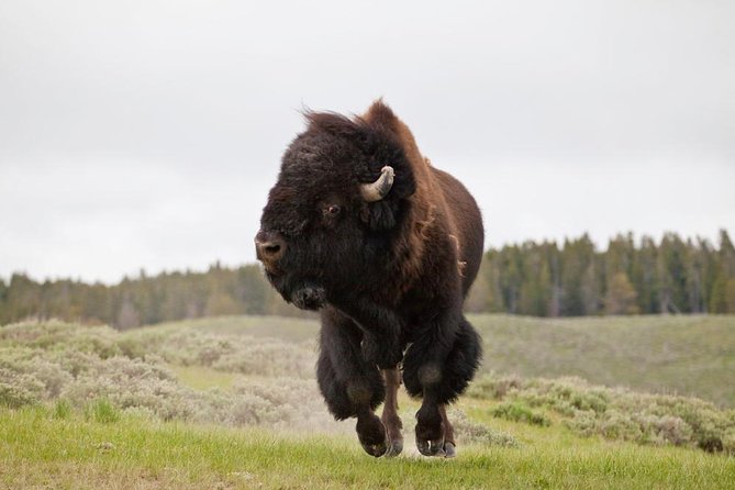 Best of Yellowstone Private National Park Safari Tour - Pickup and Meeting Arrangements