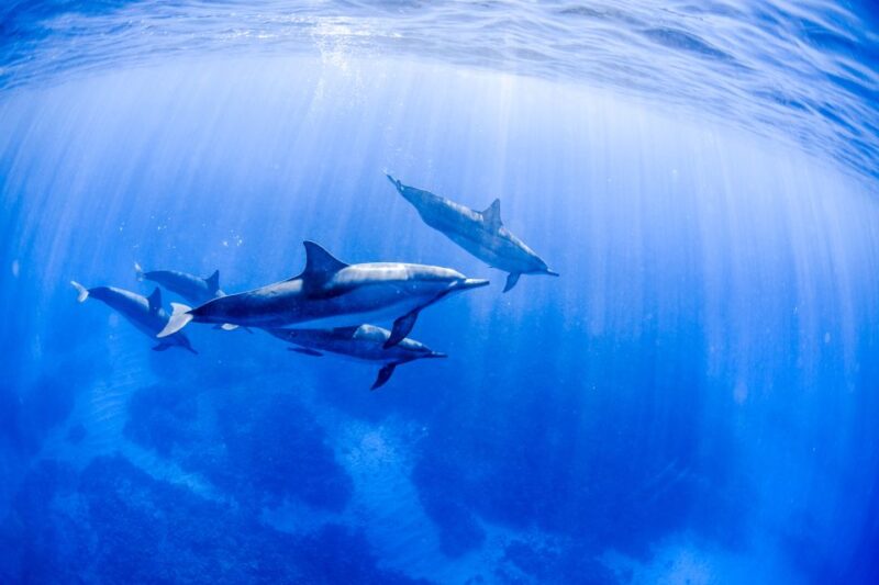 Big Island: Luxury Catamaran Trip along the Kona Coast - The Cost: Is It Worth It?