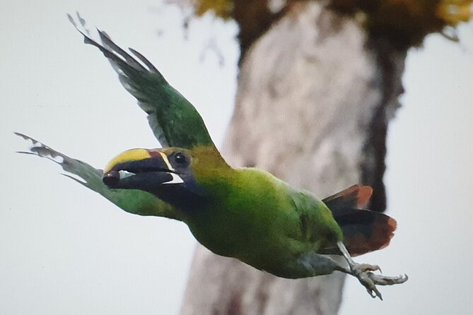 Bird Watching Tour in Monteverde - Pickup and Logistics