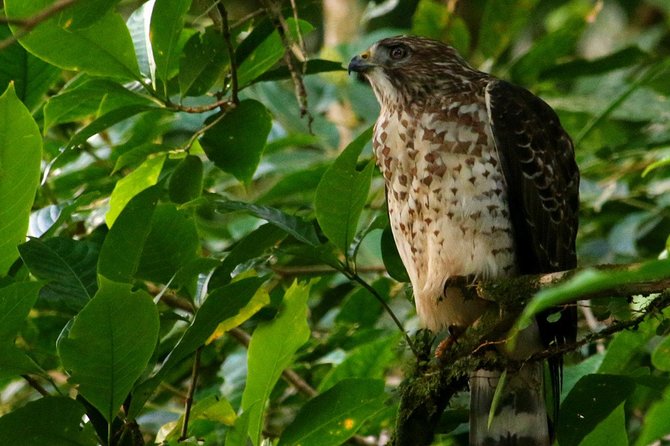 Birdwatching Tour at Mistico Park - Ideal Time for Birdwatching