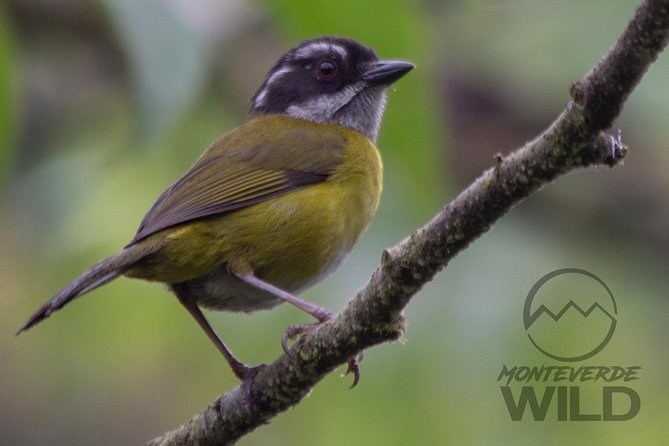 Birdwatching Tour at the Cloud Forest -Monteverde Wild- - Early Morning Breakfast at a Local Bakery
