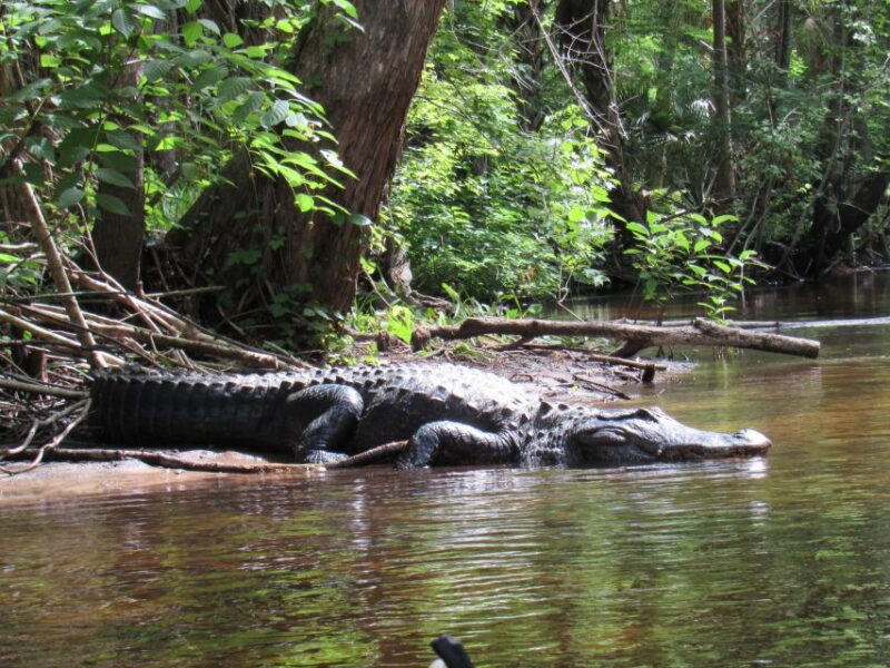 Blackwater Creek: Exclusive Nature Escape Kayak Adventure - What Past Participants Say