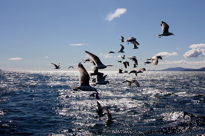 Boat Tour of Dingle Peninsula - Comfortable Experience
